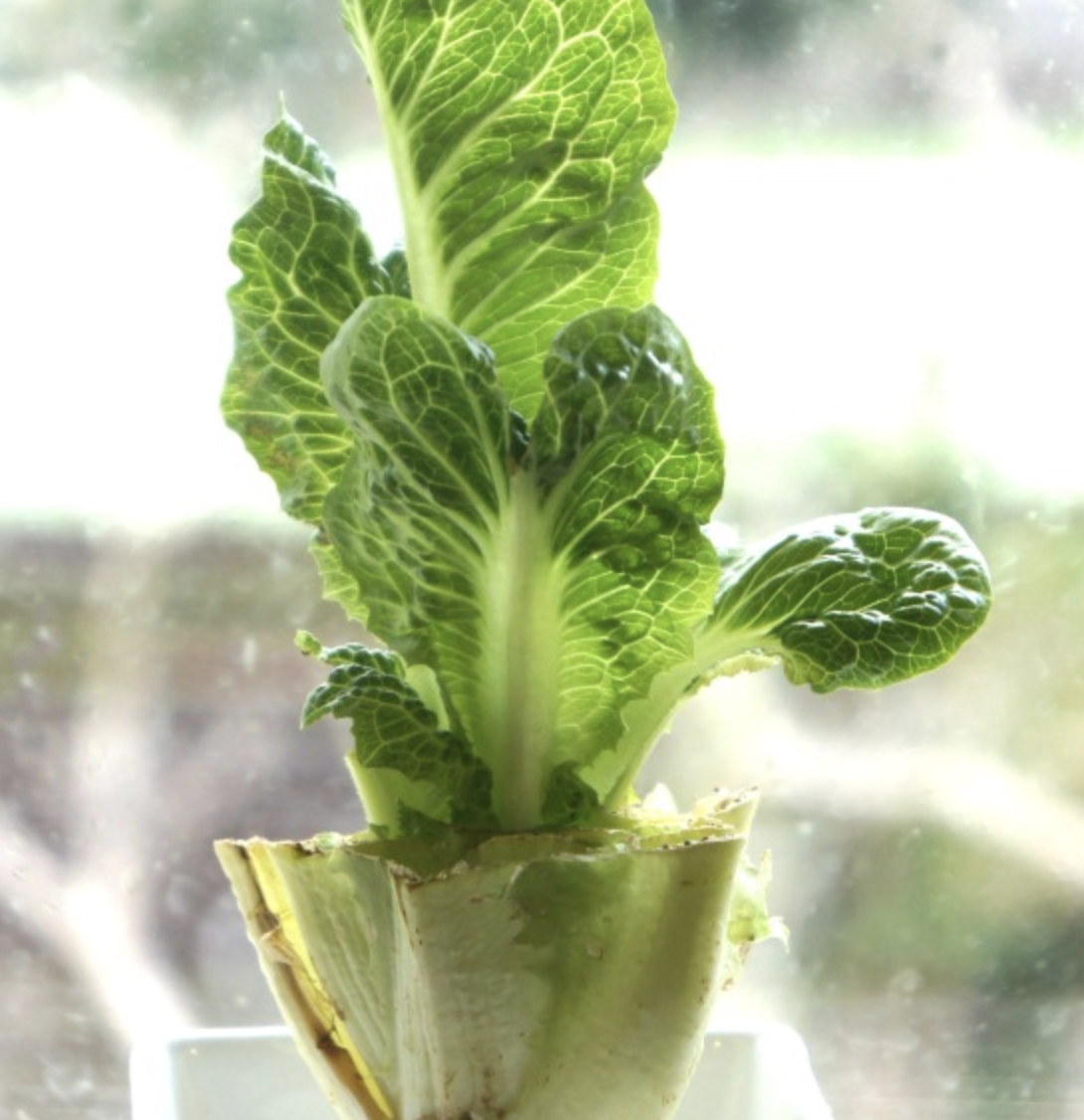 20 kitchen scraps you can grow with kids - Laughing Kids Learn
